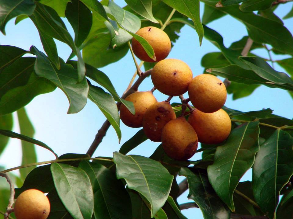 Pitomba, uma fruta rica em vitamina C e antioxidantes